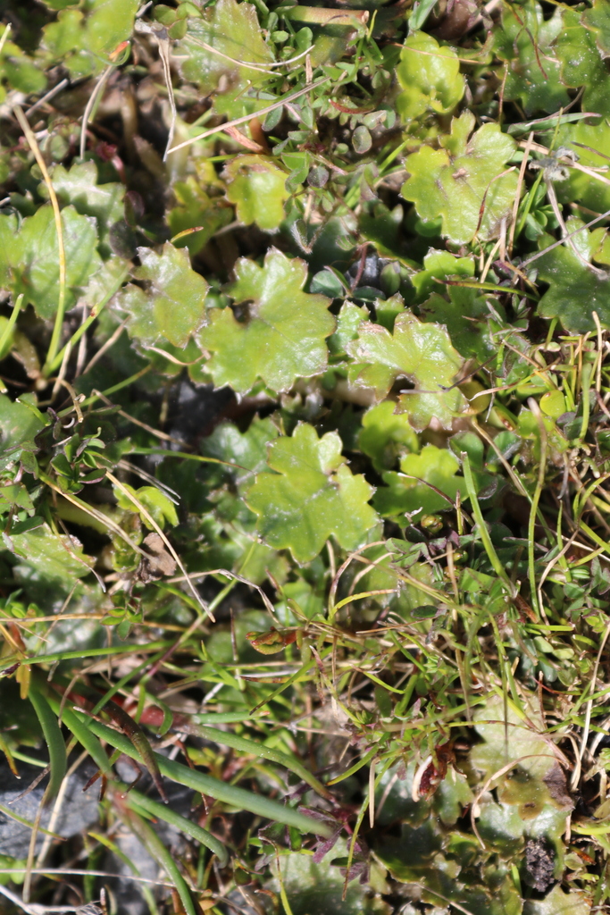 Gunnera monoica from Chatham Islands Territory, New Zealand on October ...