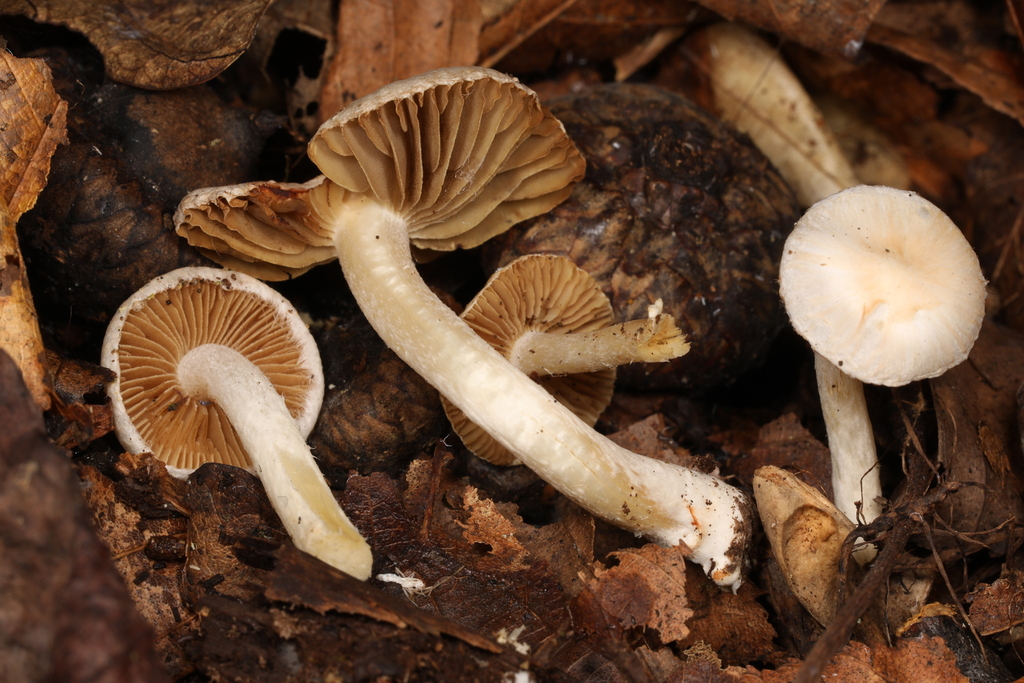 Webcaps from Dunbar, PA 15431, USA on October 8, 2023 at 12:19 PM by ...