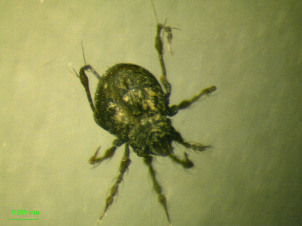 Damaeidae from 605台灣嘉義縣阿里山鄉 on March 21, 2011 at 10:56 AM by 胡正恆 ...