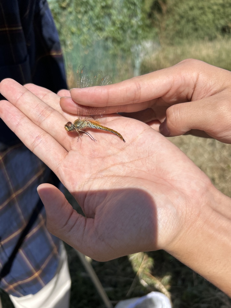 Wandering Glider from Kobe University - Rokkodai Campus, Nada, Kobe ...