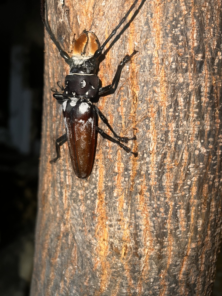 Callipogon senex from Calle Mar Mediterraneo, Manzanillo, Col., MX on ...