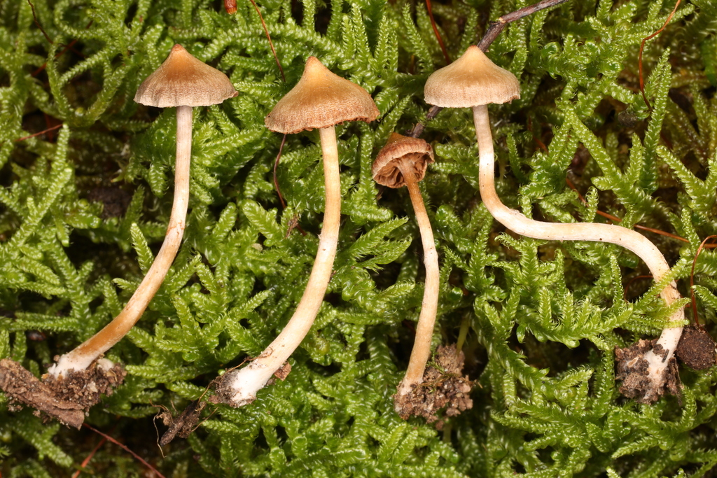 Webcaps from Dunbar, PA 15431, USA on October 8, 2023 at 01:09 PM by John Plischke · iNaturalist