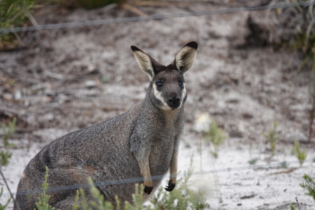 Western Brush Wallaby from Capel WA 6271, Australia on October 1, 2023 ...