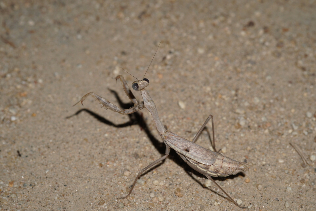 California Mantis from San Diego, CA, USA on October 7, 2023 at 07:00 ...
