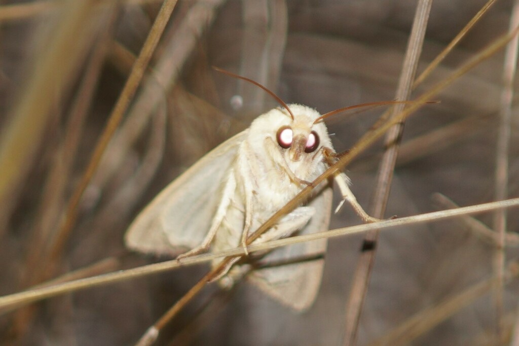 Palm Flower Moth from San Diego, CA, USA on October 7, 2023 at 07:59 PM ...