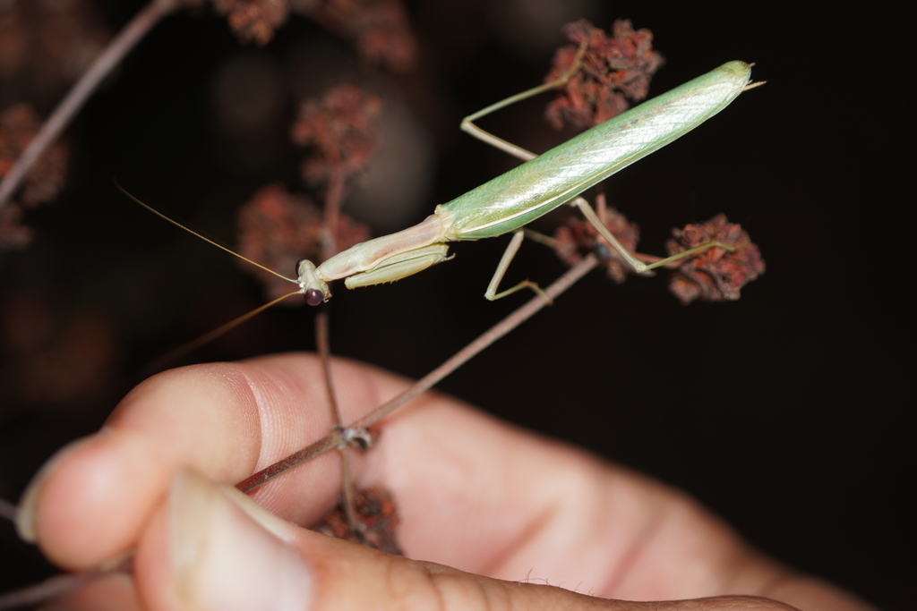 Mediterranean Mantis from San Diego, CA, USA on October 7, 2023 at 08: ...