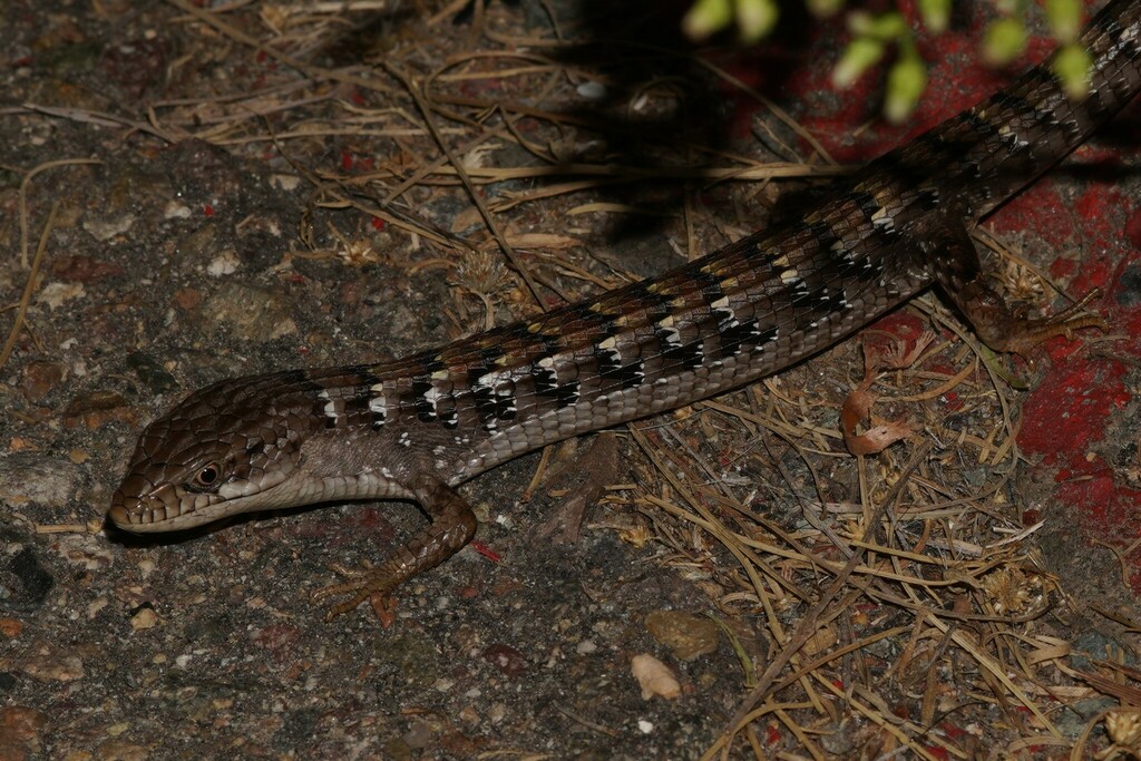 San Diego Alligator Lizard from San Diego, CA, USA on October 7, 2023 ...