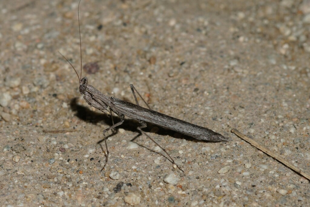 Pacific Ground Mantis from San Diego, CA, USA on October 7, 2023 at 06: ...
