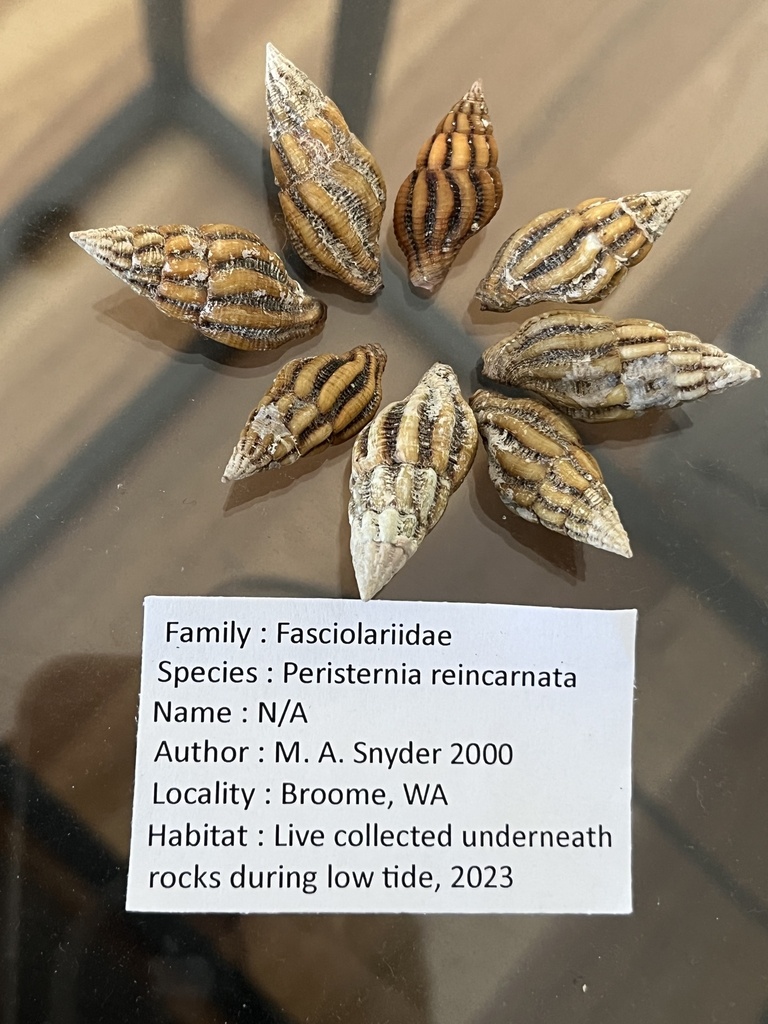 Peristernia reincarnata from Broome, AU-WA, AU on July 16, 2023 at 03:41 PM by Yao Zheng. On ...