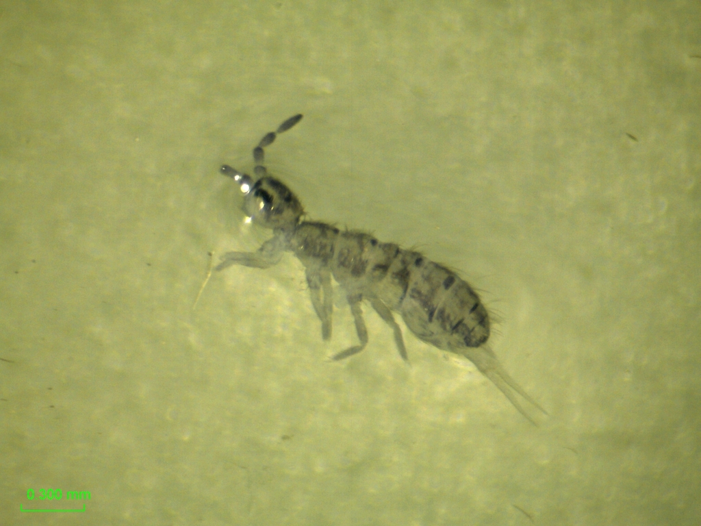 Springtails from 605台灣嘉義縣阿里山鄉 on March 21, 2011 at 10:56 AM by 胡正恆 ...