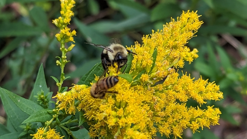Common Eastern Bumble Bee from Maple Ave & Sligo Creek Pkwy, Takoma ...