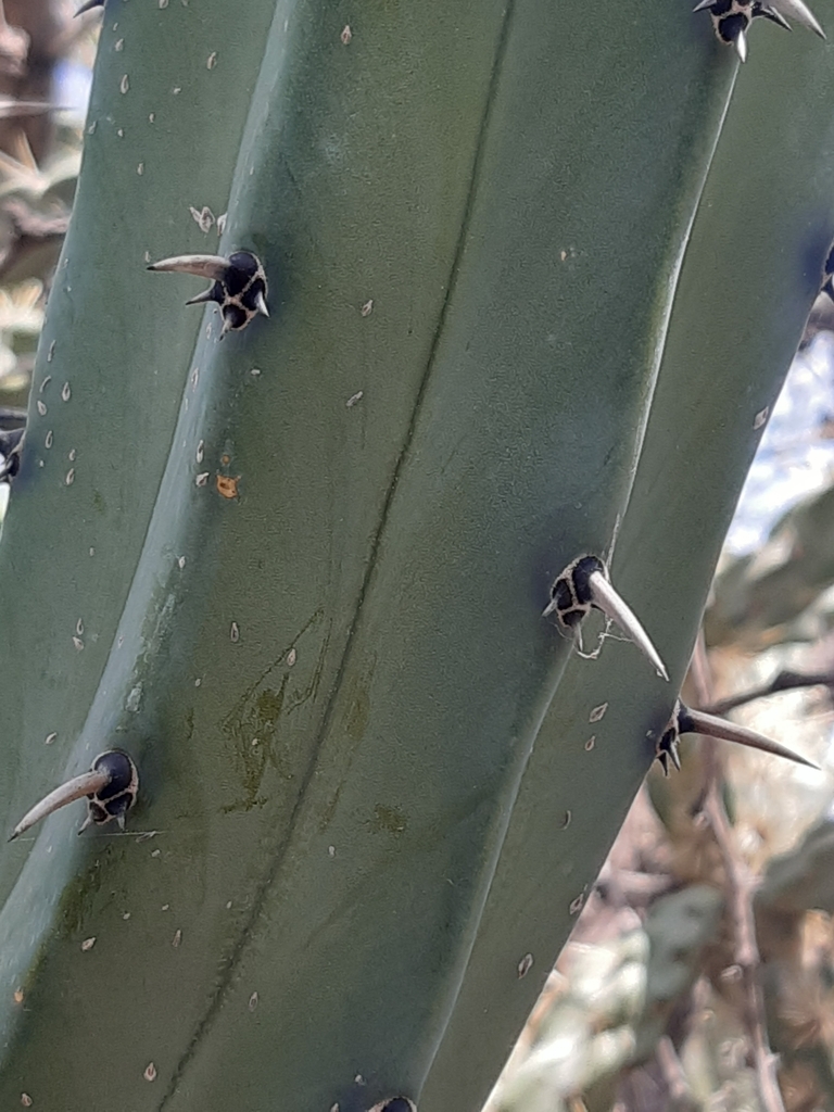 Blue Myrtle-cactus from 76229 Qro., México on October 9, 2023 at 11:56 ...