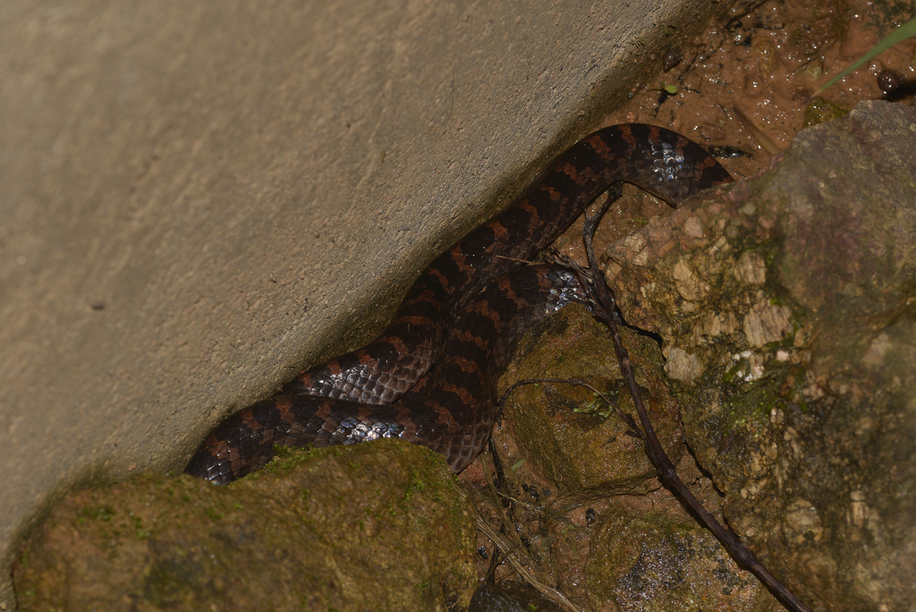 Red-banded Snake from 中国福建省南平市武夷山市 on September 30, 2023 at 08:30 PM by ...