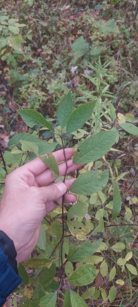 winterberry holly in October 2023 by Derek Ziomber. Single shrub in a ...