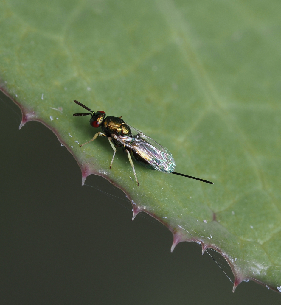 Torymus from Holder ACT 2611, Australia on October 10, 2023 at 02:58 PM ...