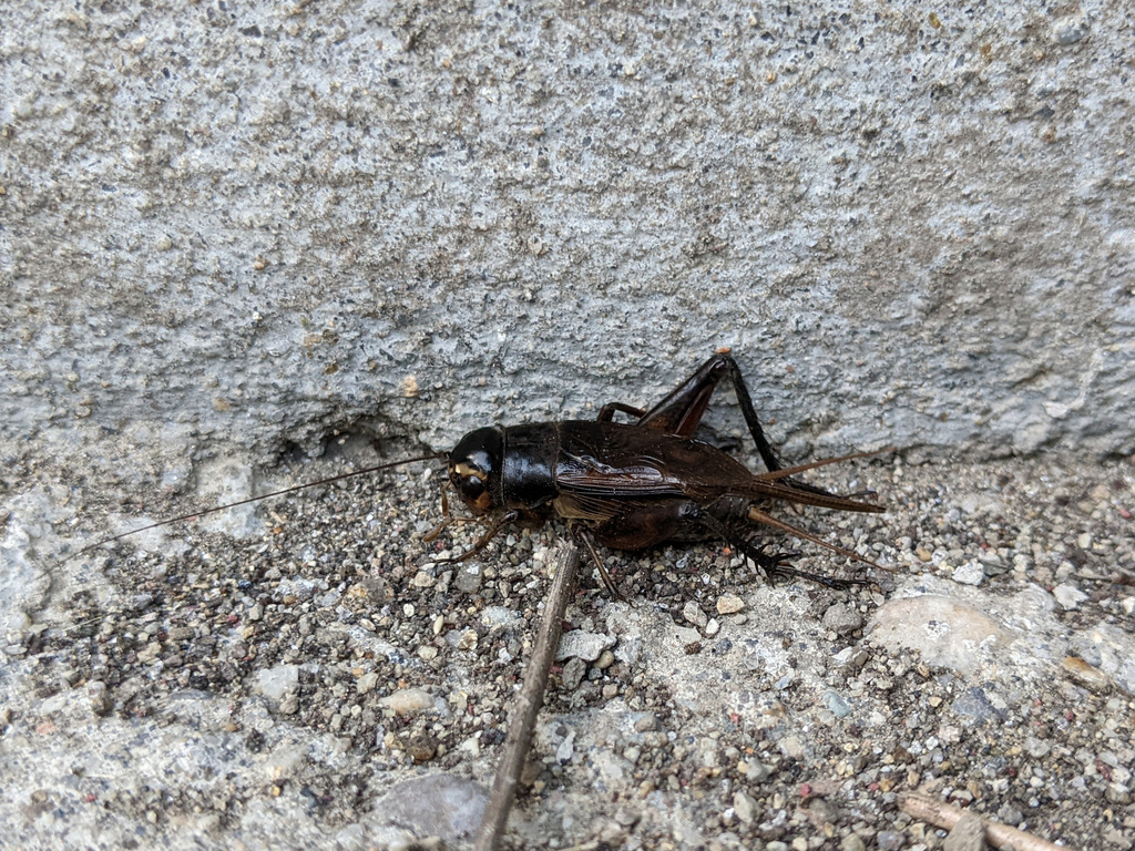 Emma Field Cricket from Тогухама, Ситигахама, Повіт Міяґі, Мияги 985 ...