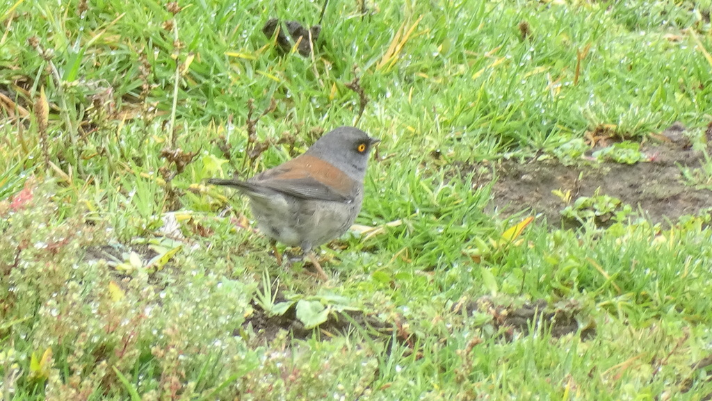 Yellow-eyed Junco in October 2023 by Anayeli Guzmán Enríquez · iNaturalist