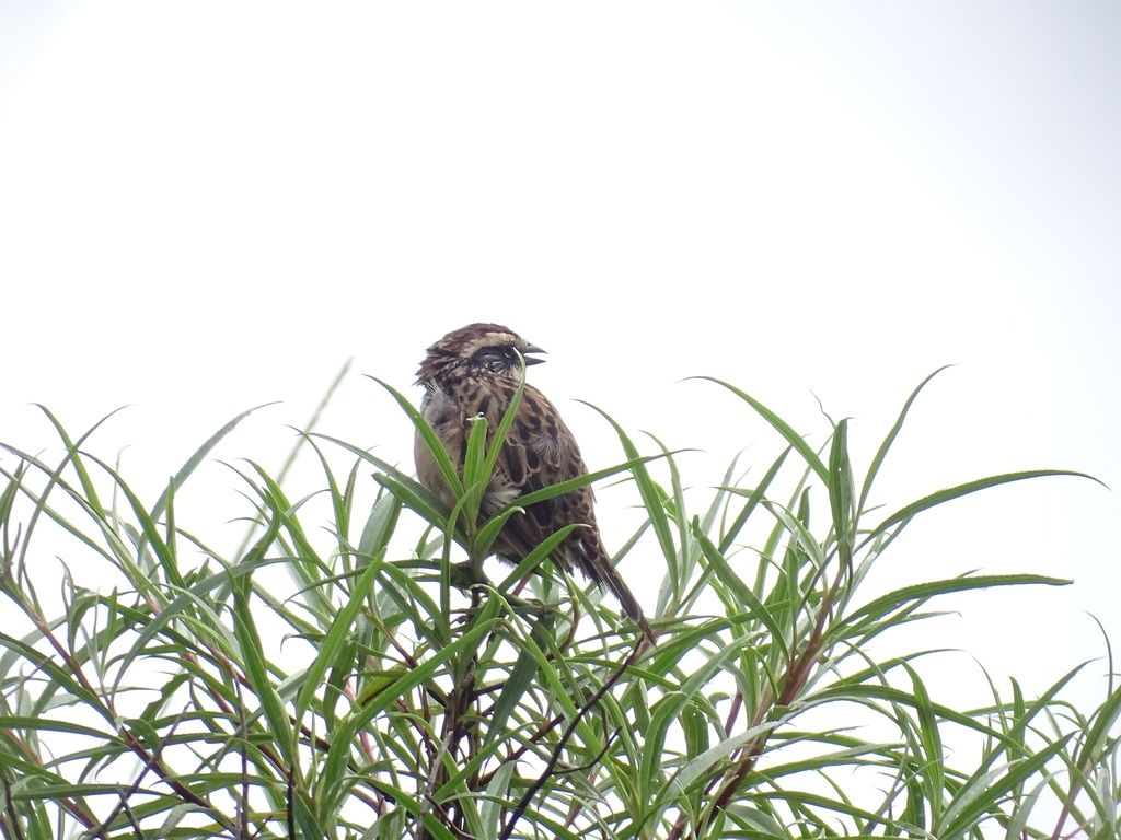 Striped Sparrow in October 2023 by Anayeli Guzmán Enríquez · iNaturalist