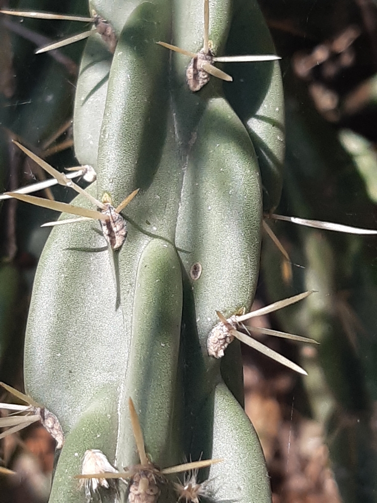tree cholla from 76229 Qro., México on October 9, 2023 at 12:01 PM by ...