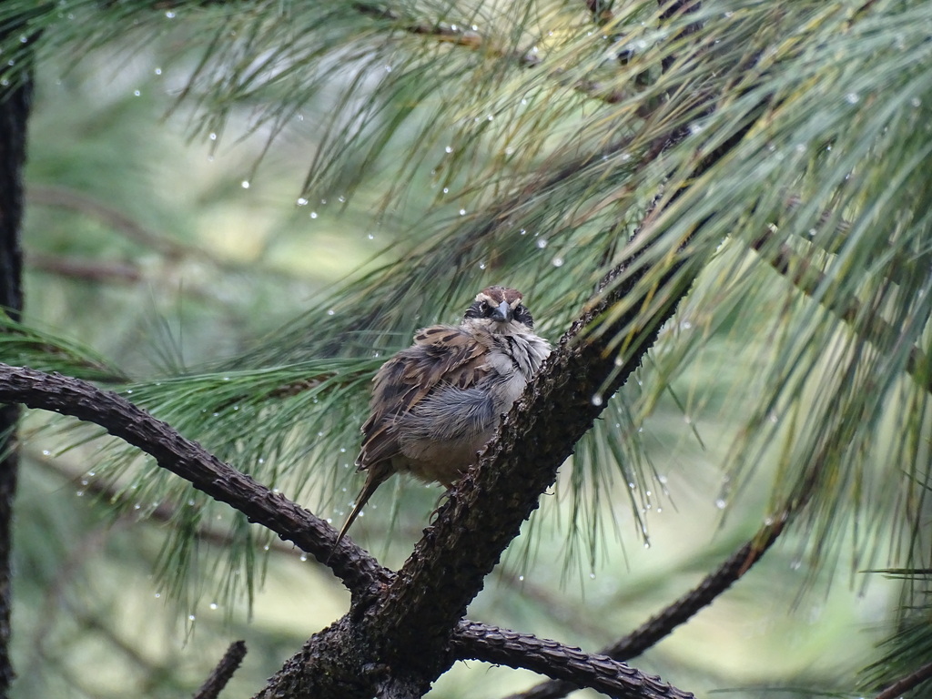 Striped Sparrow in October 2023 by Anayeli Guzmán Enríquez · iNaturalist