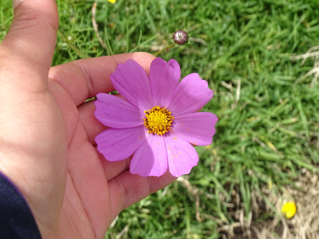 garden cosmos from Cd. de México, México on October 9, 2023 at 02:48 PM ...