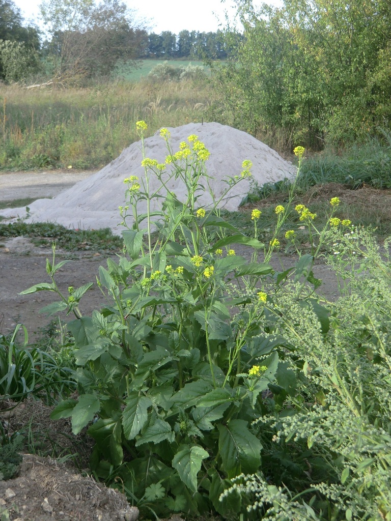 charlock (Mutarda arvensis) - Botanical Realm