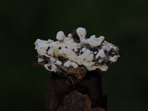 Observations by laughingjims · iNaturalist
