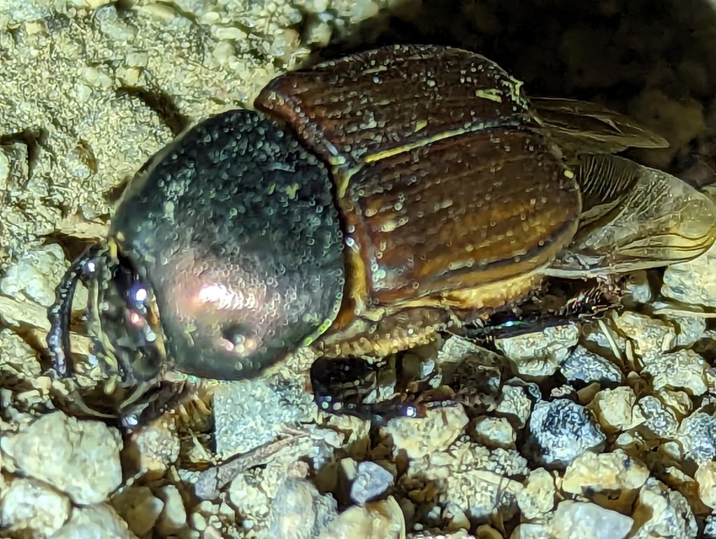 Bronze Dung Beetle from Ramona, CA 92065, USA on October 9, 2023 at 07: ...