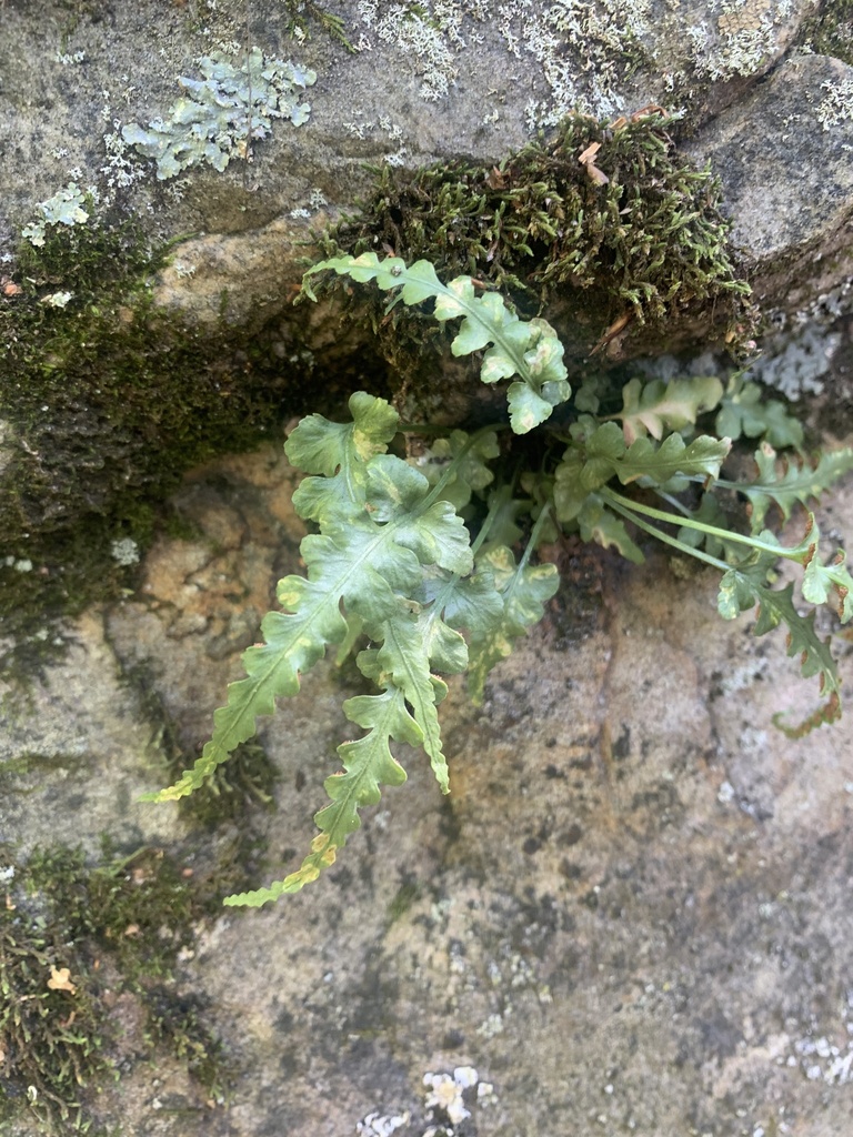 lobed spleenwort in October 2023 by karl3397 · iNaturalist
