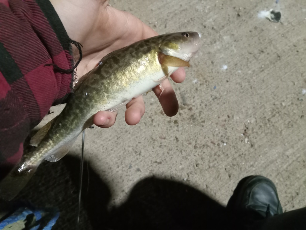 Atlantic Tomcod from Grande-Digue, NB, Canada on October 6, 2023 at 07: ...