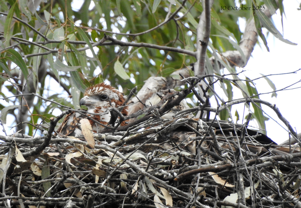 Square-tailed Kite from Kobble Creek QLD 4520, Australia on October 10 ...