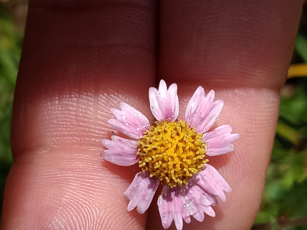 Sabazia humilis in October 2023 by Anayeli Guzmán Enríquez · iNaturalist