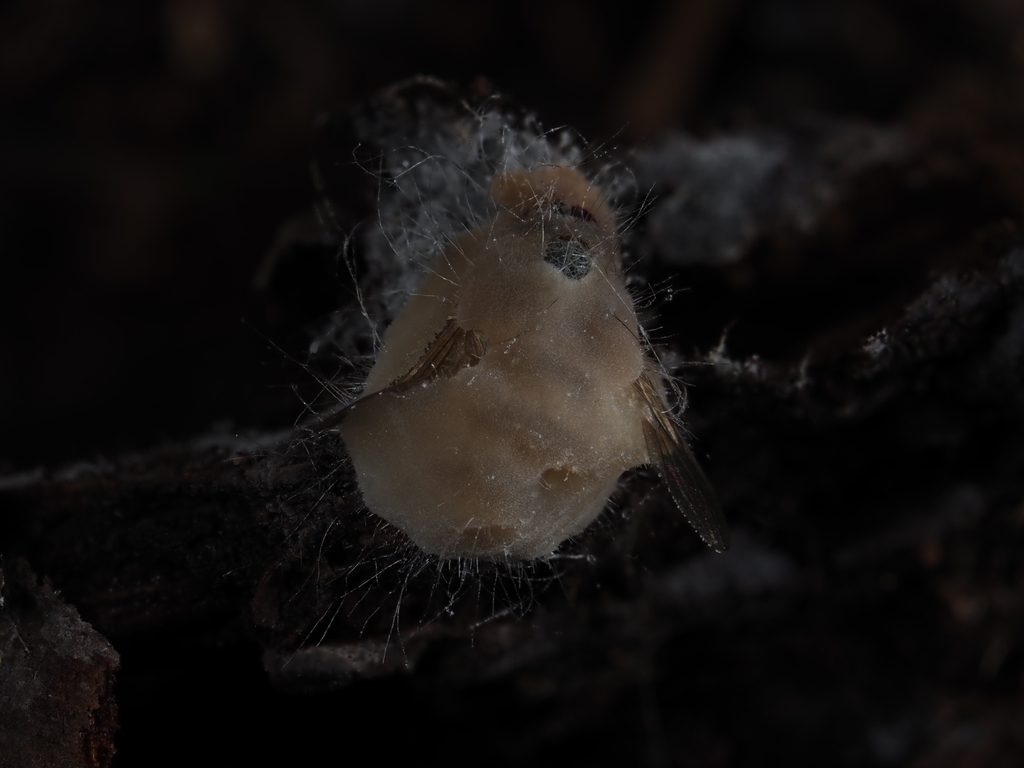 Erynia from Vashon, WA 98070, USA on September 7, 2023 at 01:49 AM by ...