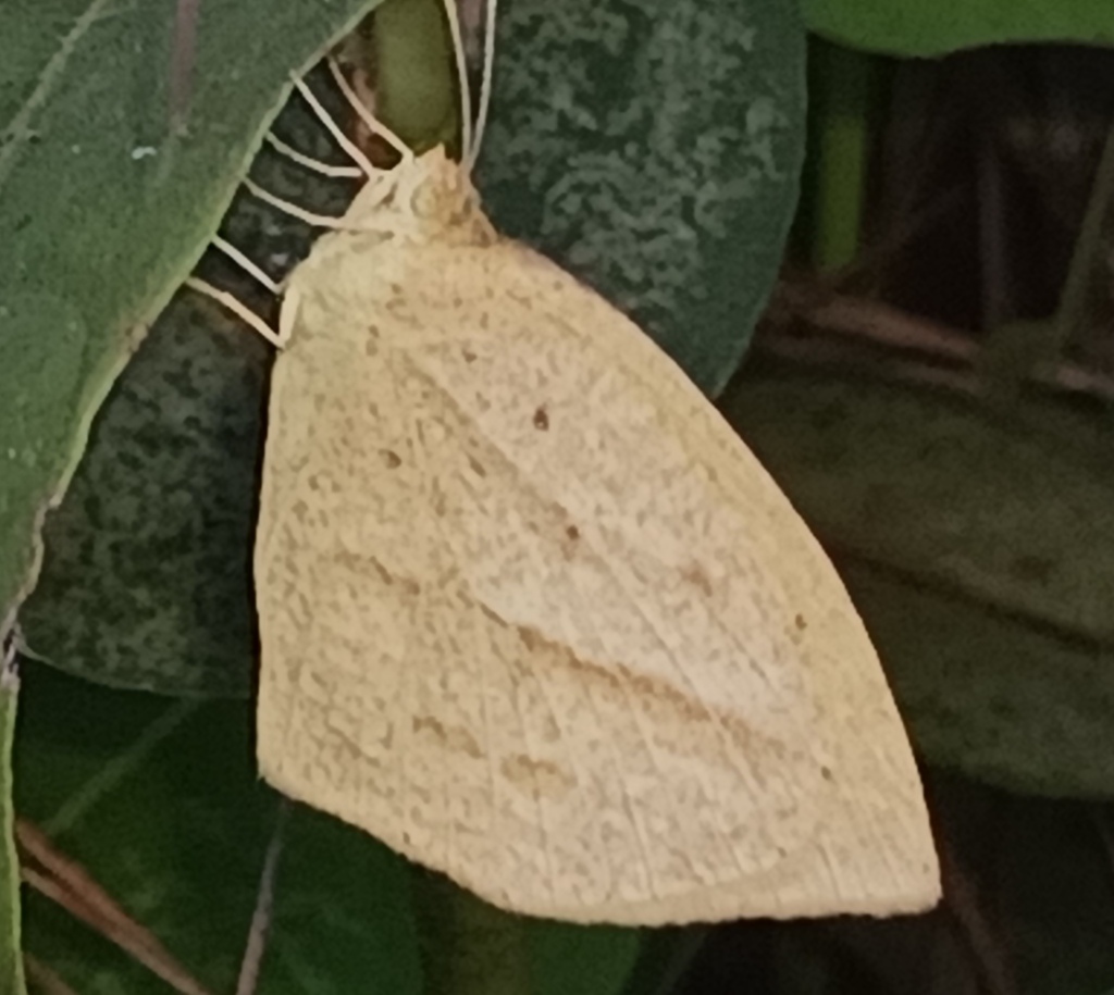 Spotless Grass Yellow from Kausani, District Almora, Uttarakhand 263639 ...