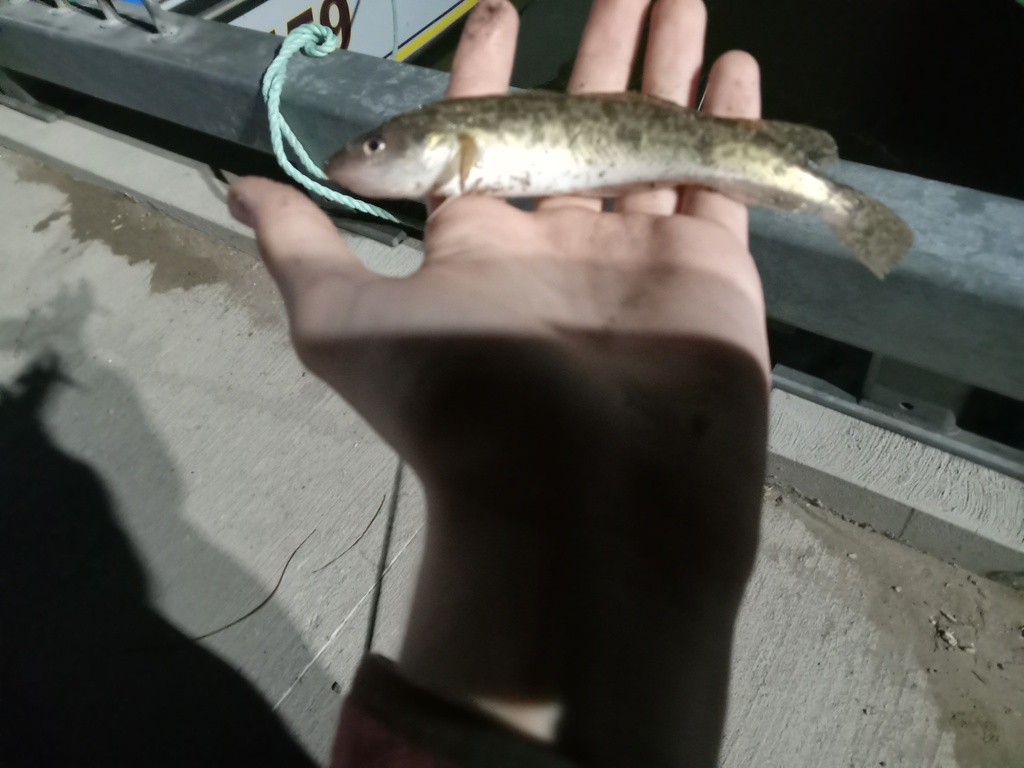 Atlantic Tomcod from Grande-Digue, NB, Canada on October 6, 2023 at 07: ...