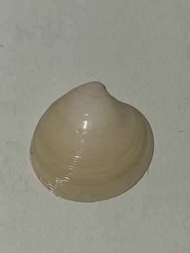 Almeja (Dosinia dunkeri)