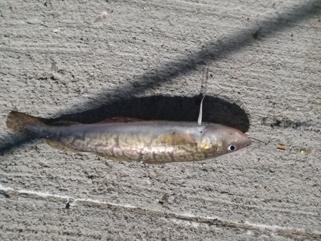 Atlantic Tomcod from Grande-Digue, NB, Canada on October 6, 2023 at 07: ...