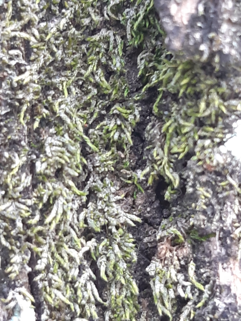 seductive entodon moss from 76229 Qro., México on October 9, 2023 at 12 ...