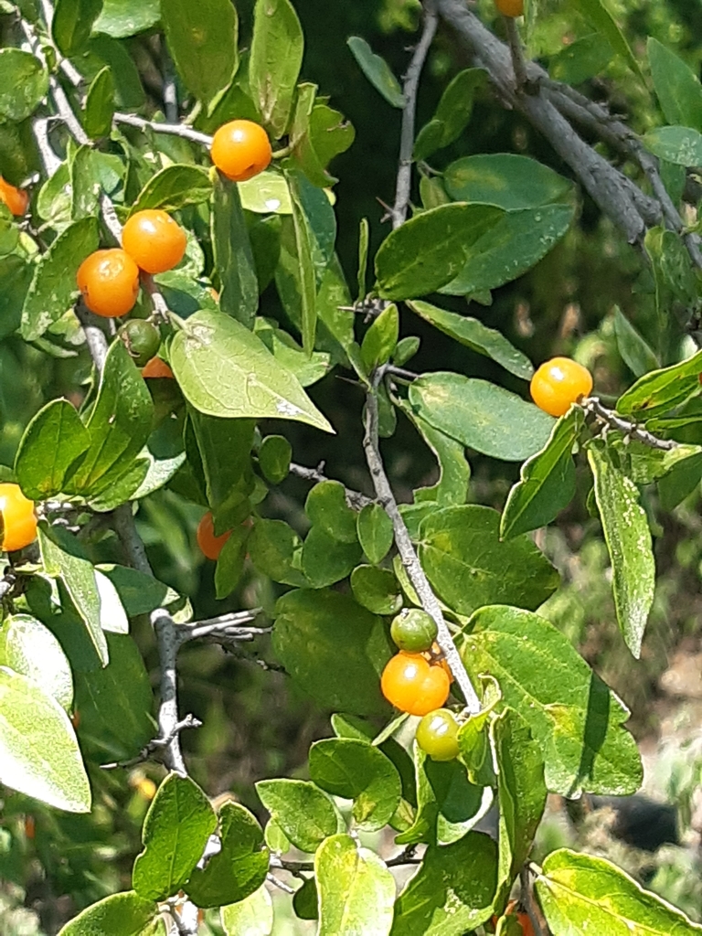 spiny hackberry from 76229 Qro., México on October 9, 2023 at 12:12 PM ...