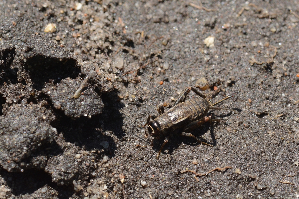 Eastern Stripe-headed Cricket from Powiat buski, Polska on May 31, 2019 ...