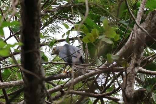 Fiji Goshawk from Nadroga-Navosa, Fiji on October 4, 2023 at 03:48 PM ...