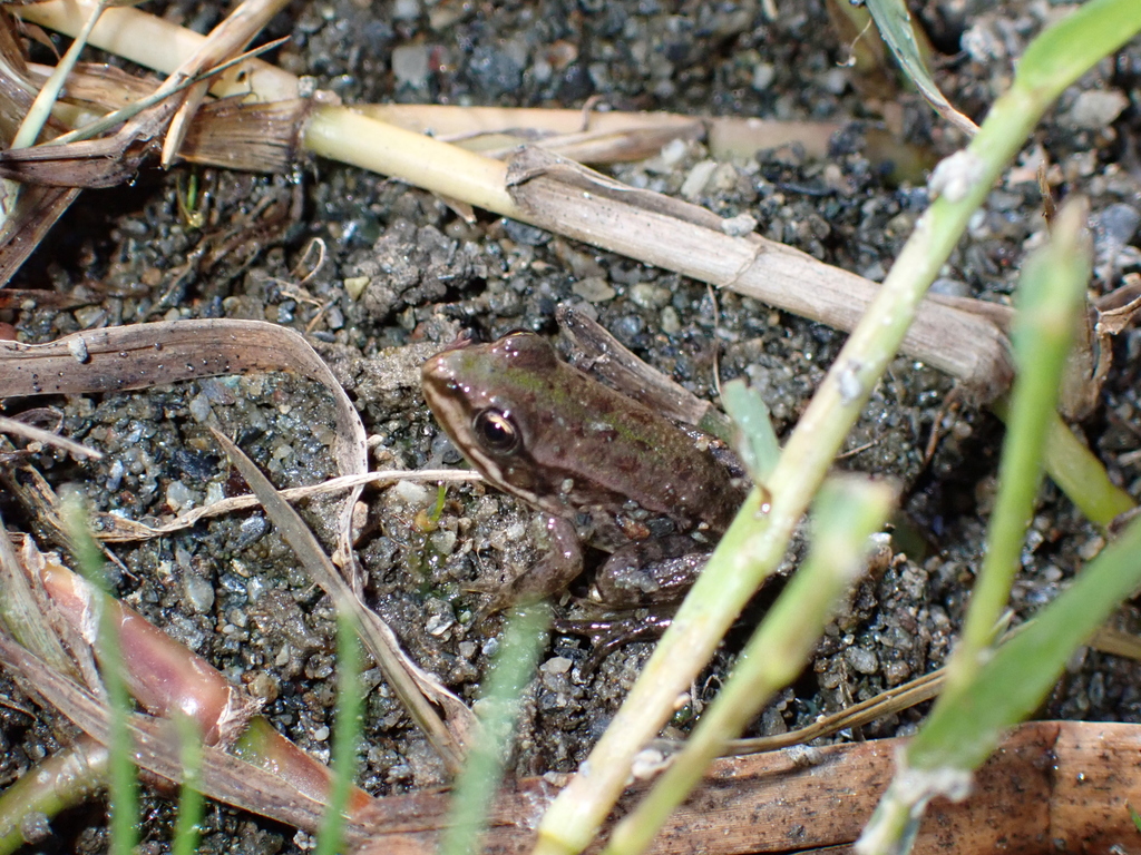 Italian Pool Frog from Pruno, France on October 1, 2023 at 09:37 AM by ...