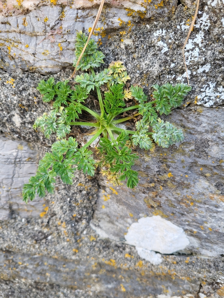 wild carrot from The Hoe, Plymouth PL1, UK on October 9, 2023 at 06:11 ...