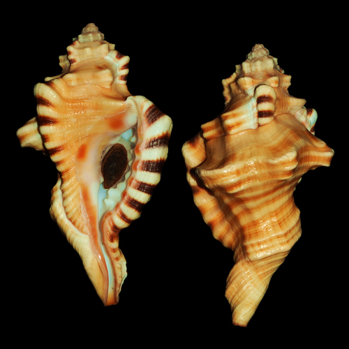 Cymatium perryi · iNaturalist