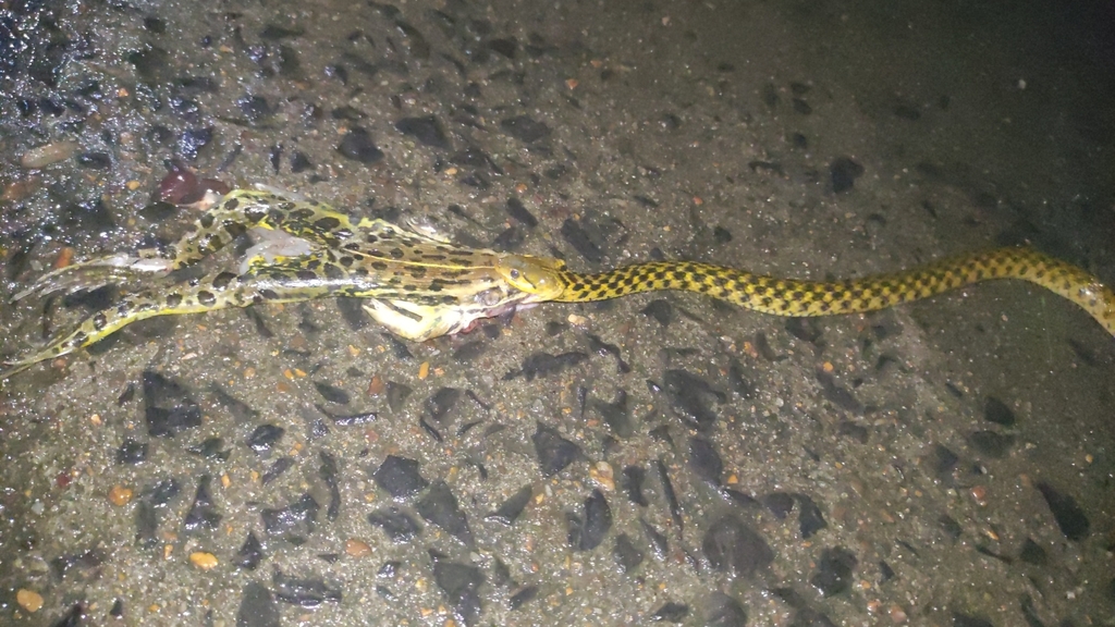 Chequered Keelback from CXMP+4JP, Bagnan, Kanaipur, West Bengal 711303 ...