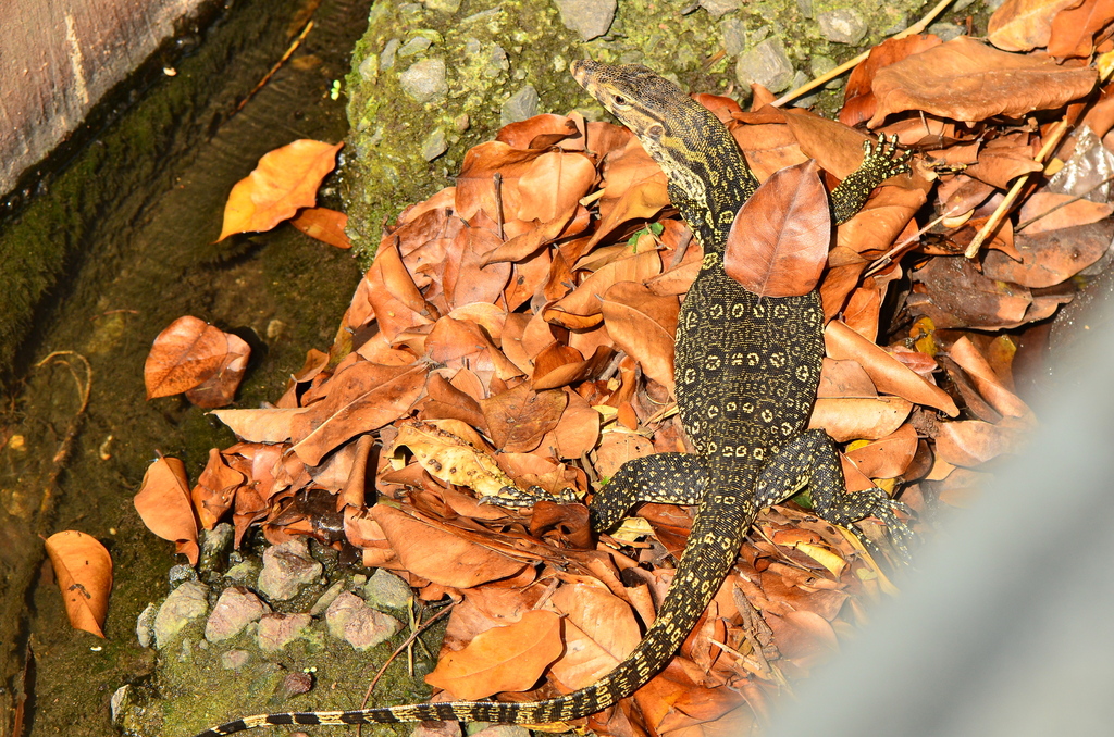 Two-striped Water Monitor from Bangkalan Regency, East Java, Indonesia ...