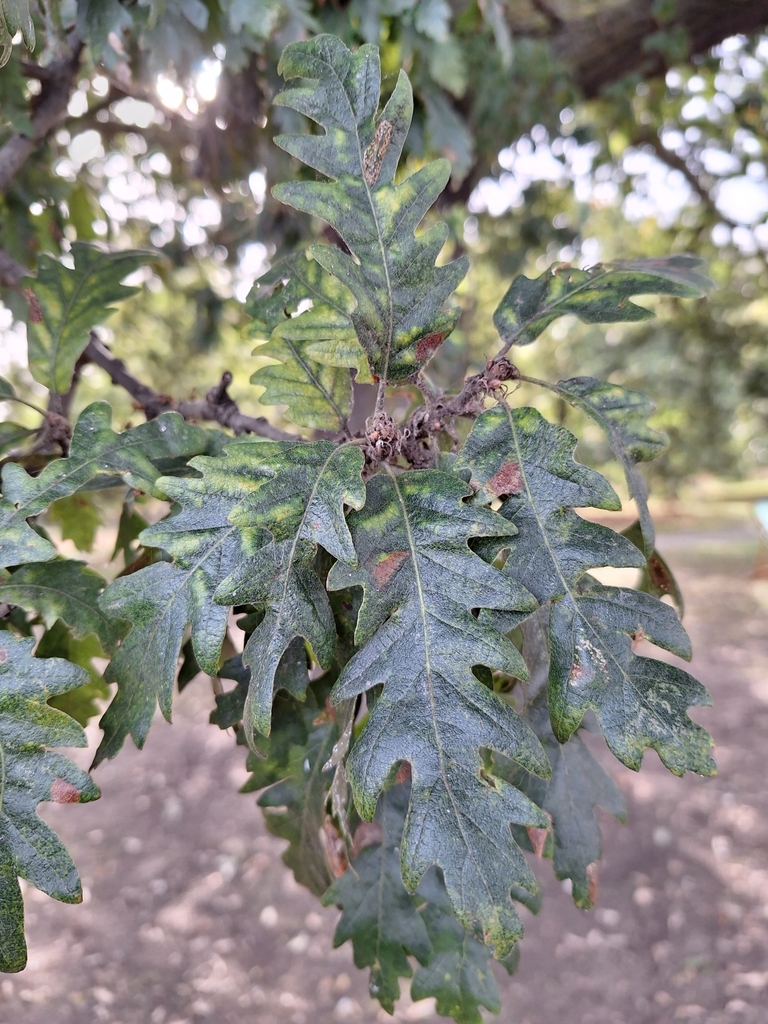Turkey Oak from Londyn SW7 1SE, Wielka Brytania on October 9, 2023 at ...