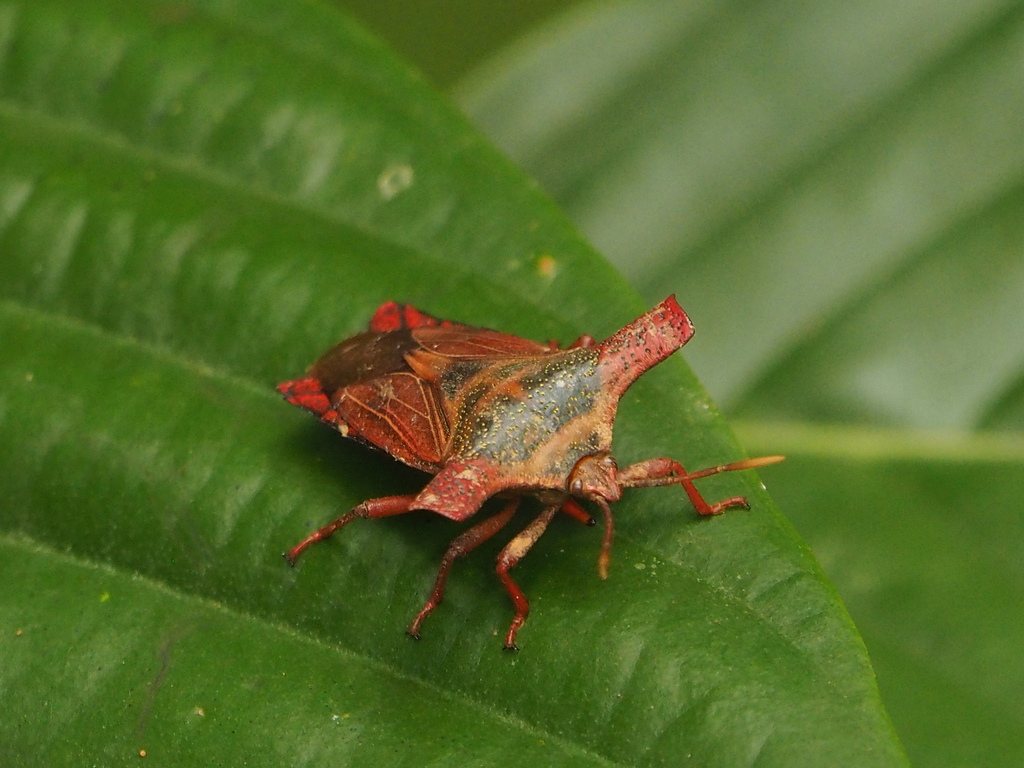 Pygoplatys from Taman Desa Petaling, Kuala Lumpur, Wilayah Persekutuan ...