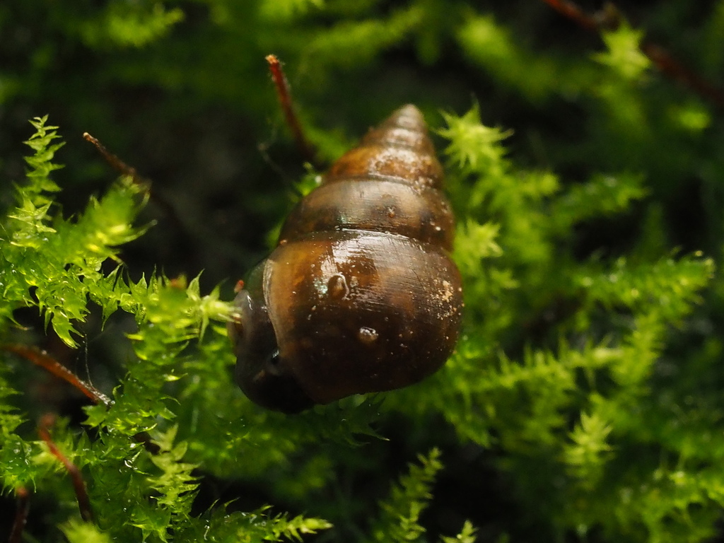 Sentinel Snails from 中国北京市海淀区 on April 28, 2017 at 10:34 PM by kyosapir ...
