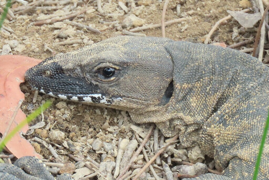 Southern Heath Monitor from Gosse SA 5223, Australia on October 6, 2023 ...